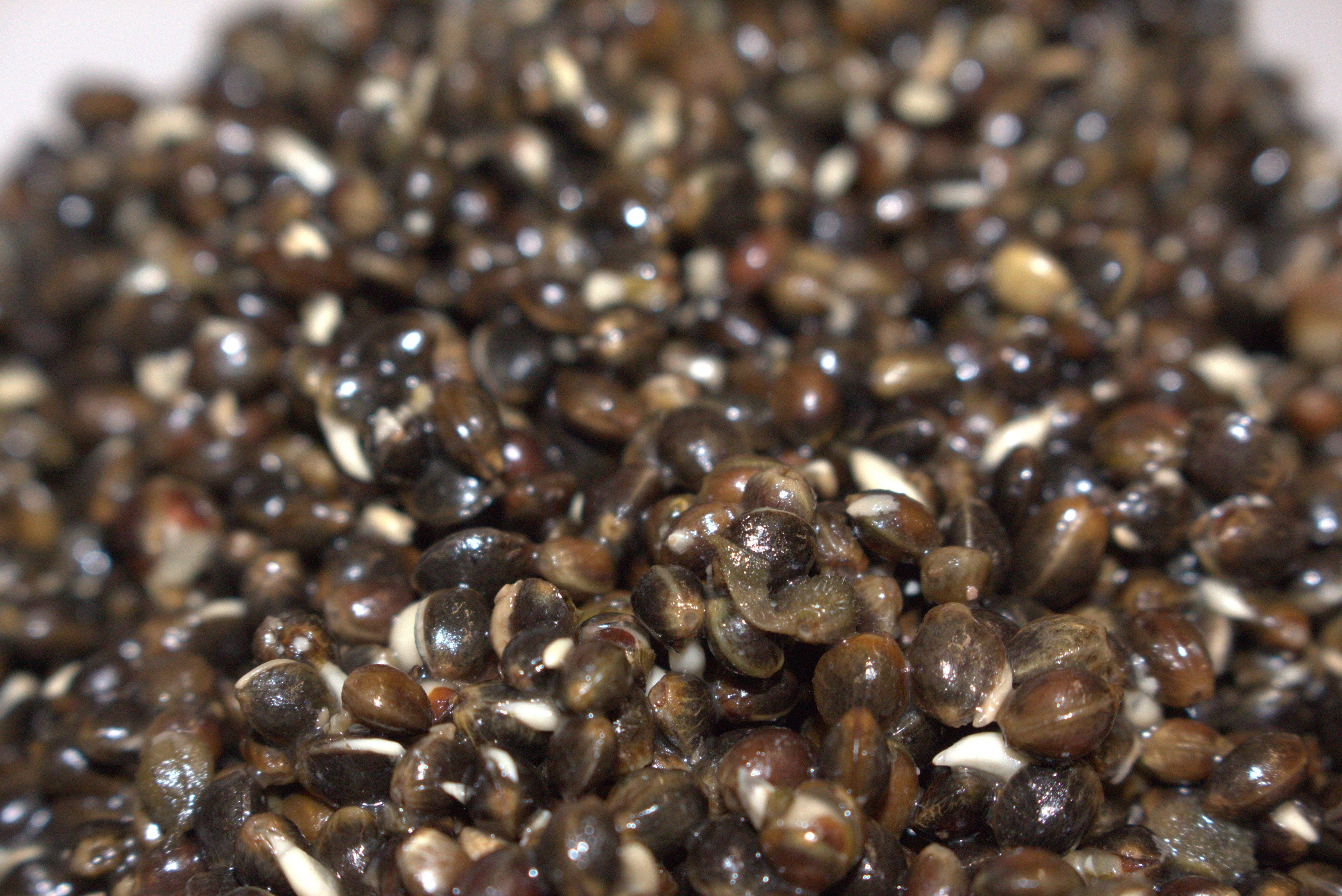 How to Cook and Use Hemp Seed for Fishing Without Wasting the Best Bit ...