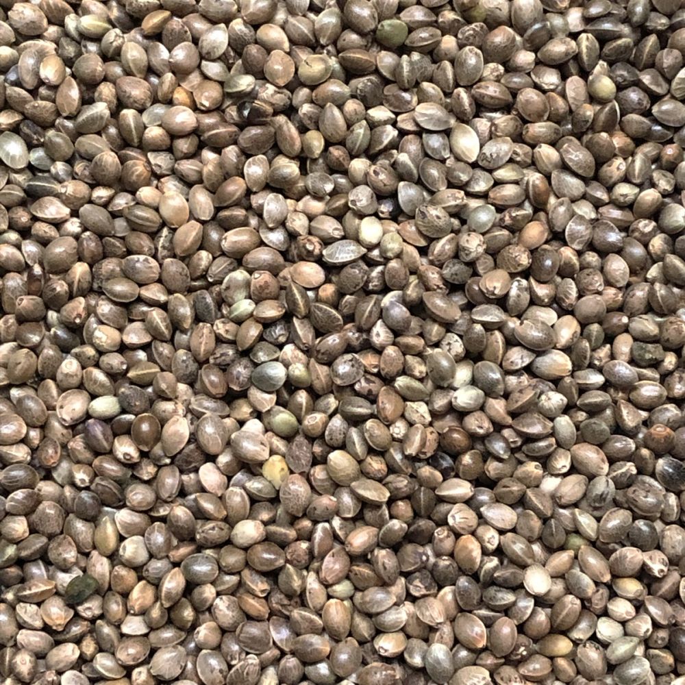 Hemp Seed For Fishing , 25kg Sack Of Hemp Seed — FishingPellets.com