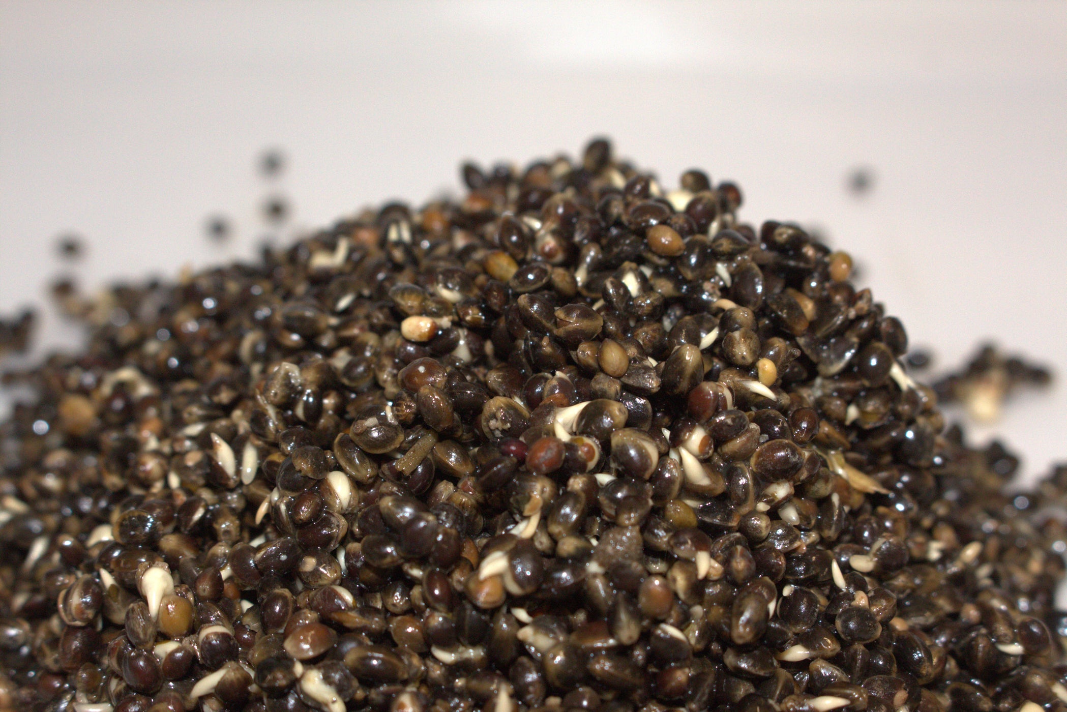 Apex Oily Hemp 5kg–20kg | Cooked Hempseed Carp Particles UK Bait ...