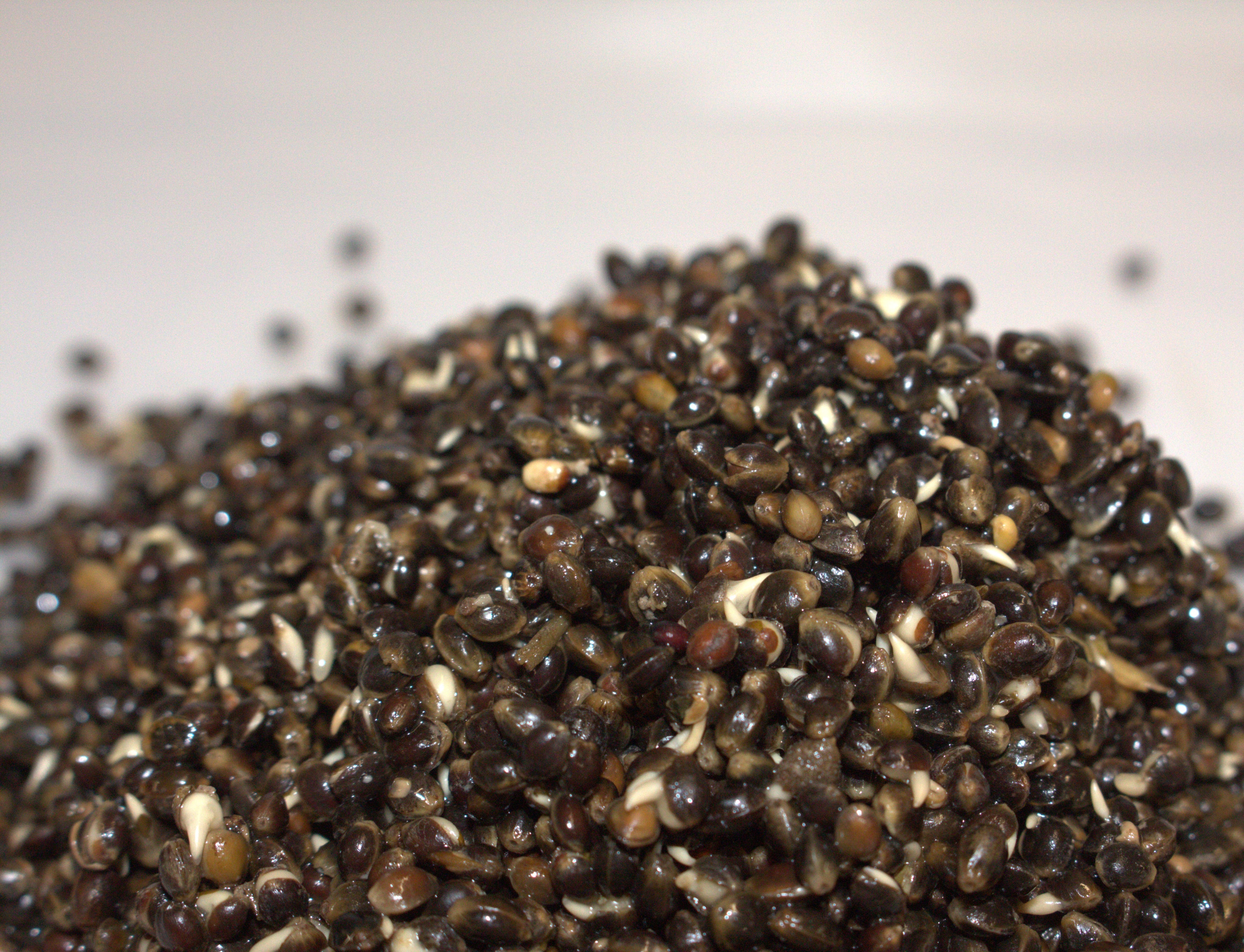 Apex Oily Hemp 5kg–20kg | Cooked Hempseed Carp Particles UK Bait ...