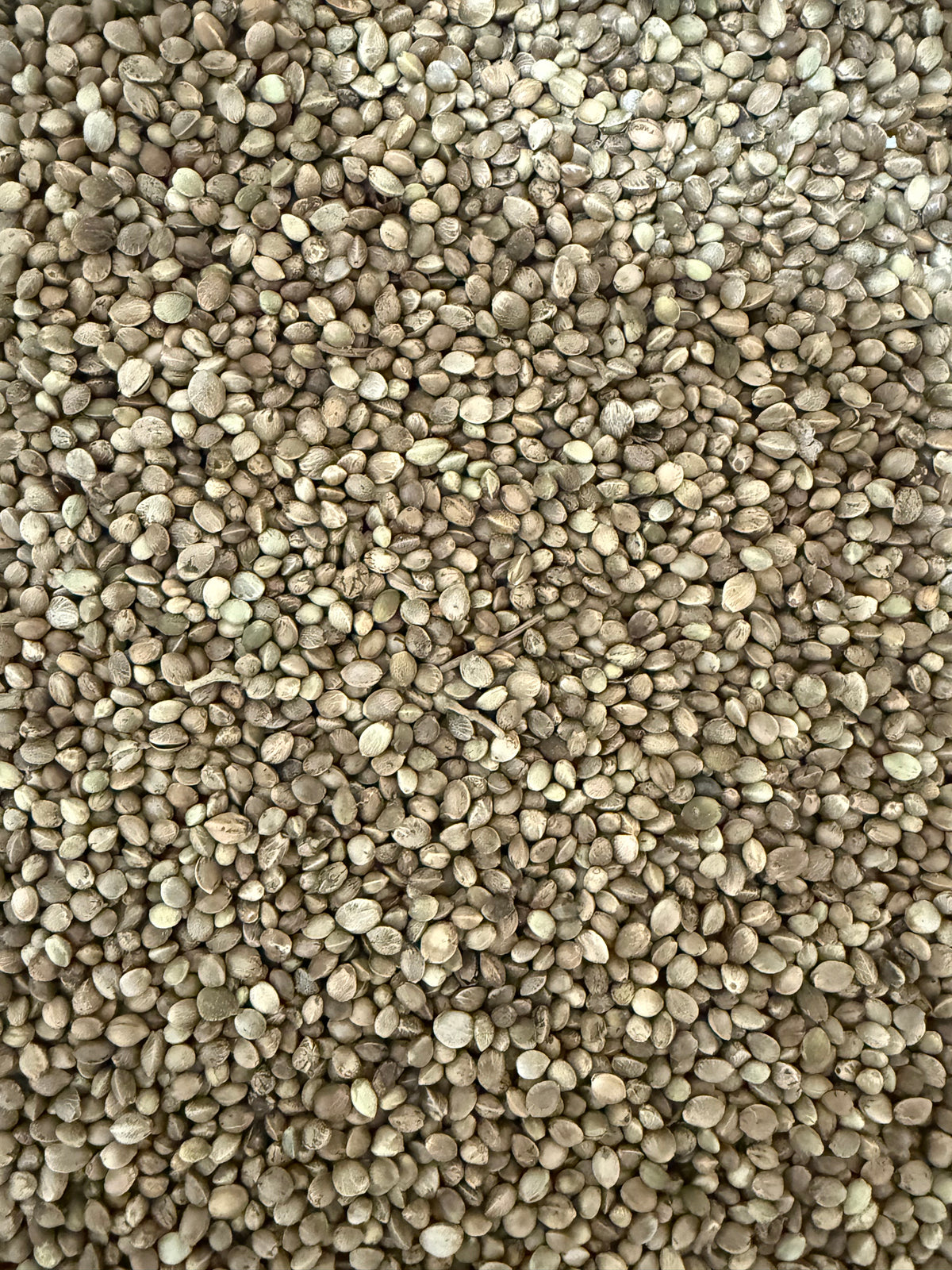 XL Chinese Hemp Seed - Dry Particle Bait 1kg-25kg — FishingPellets.com