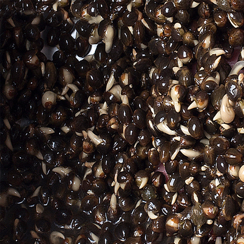 Apex Oily Hemp 5kg–20kg | Cooked Hempseed Carp Particles UK Bait ...
