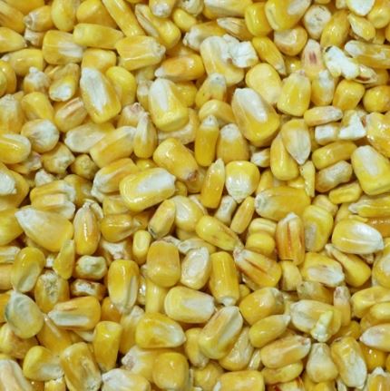 Whole Maize for Fishing | Classic Particle Bait for Carp & More ...